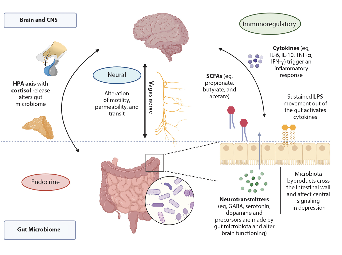 The Gut Microbiome Connection to Depression- Housecall with Dr. David ...